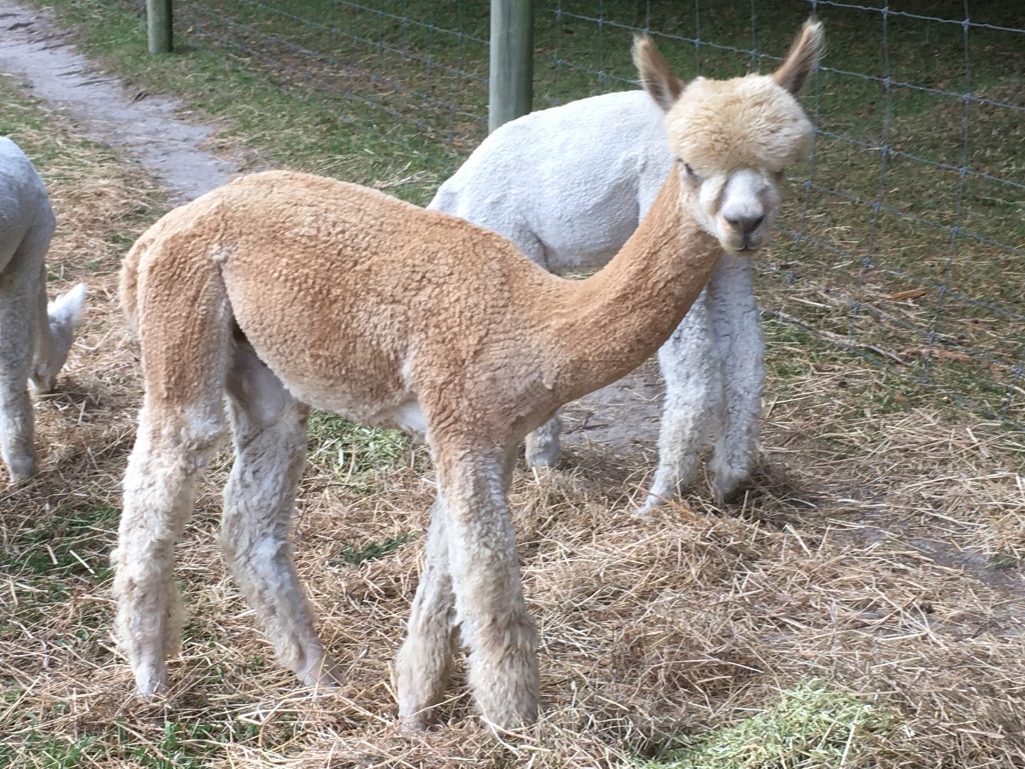 Our Alpacas - NZ Grandview Alpacas Limited | New Zealand Grandview ...