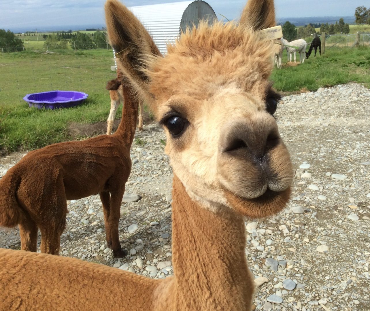 Our Alpacas - NZ Grandview Alpacas Limited | New Zealand Grandview ...